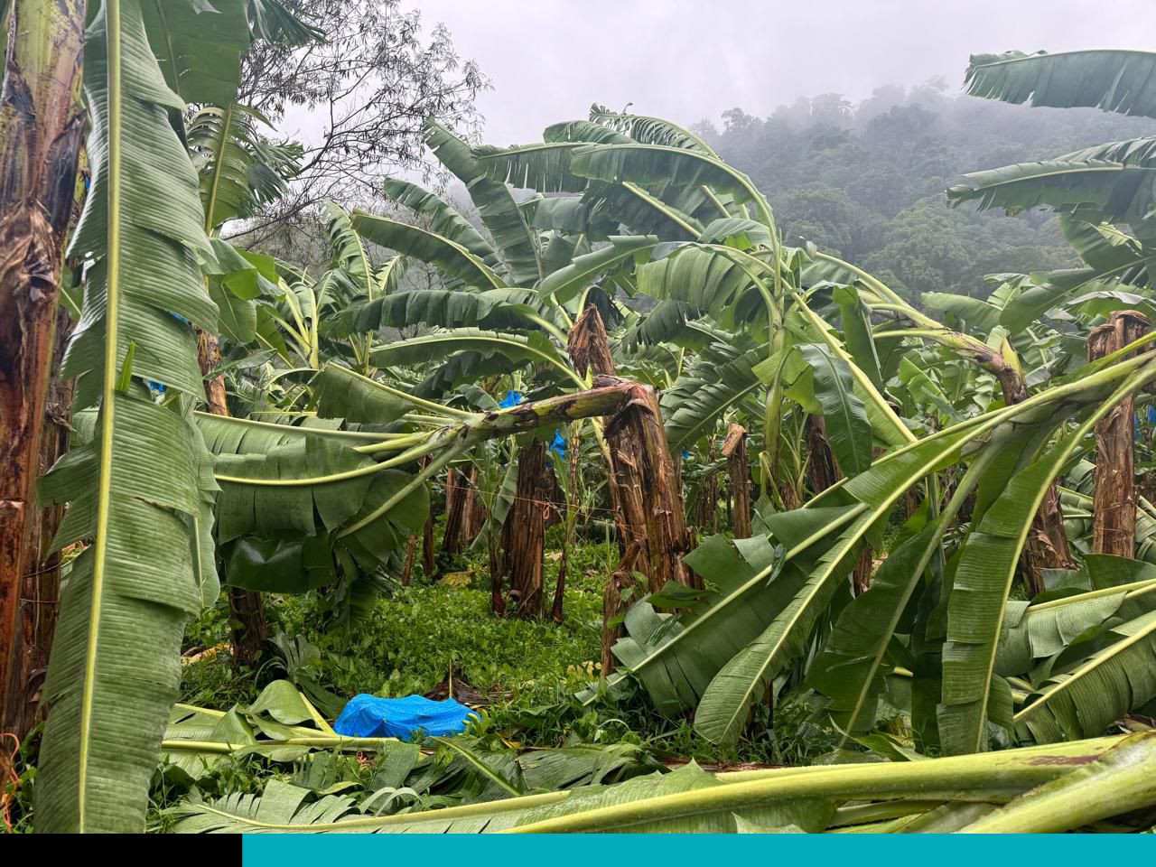 Costa Rica disminuye 20% en exportación de banano - aDiarioCR.com