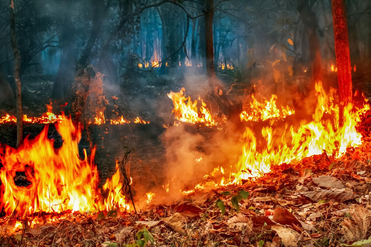 Incendios forestales afectaron 800 hectáreas en tres meses - aDiarioCR ...