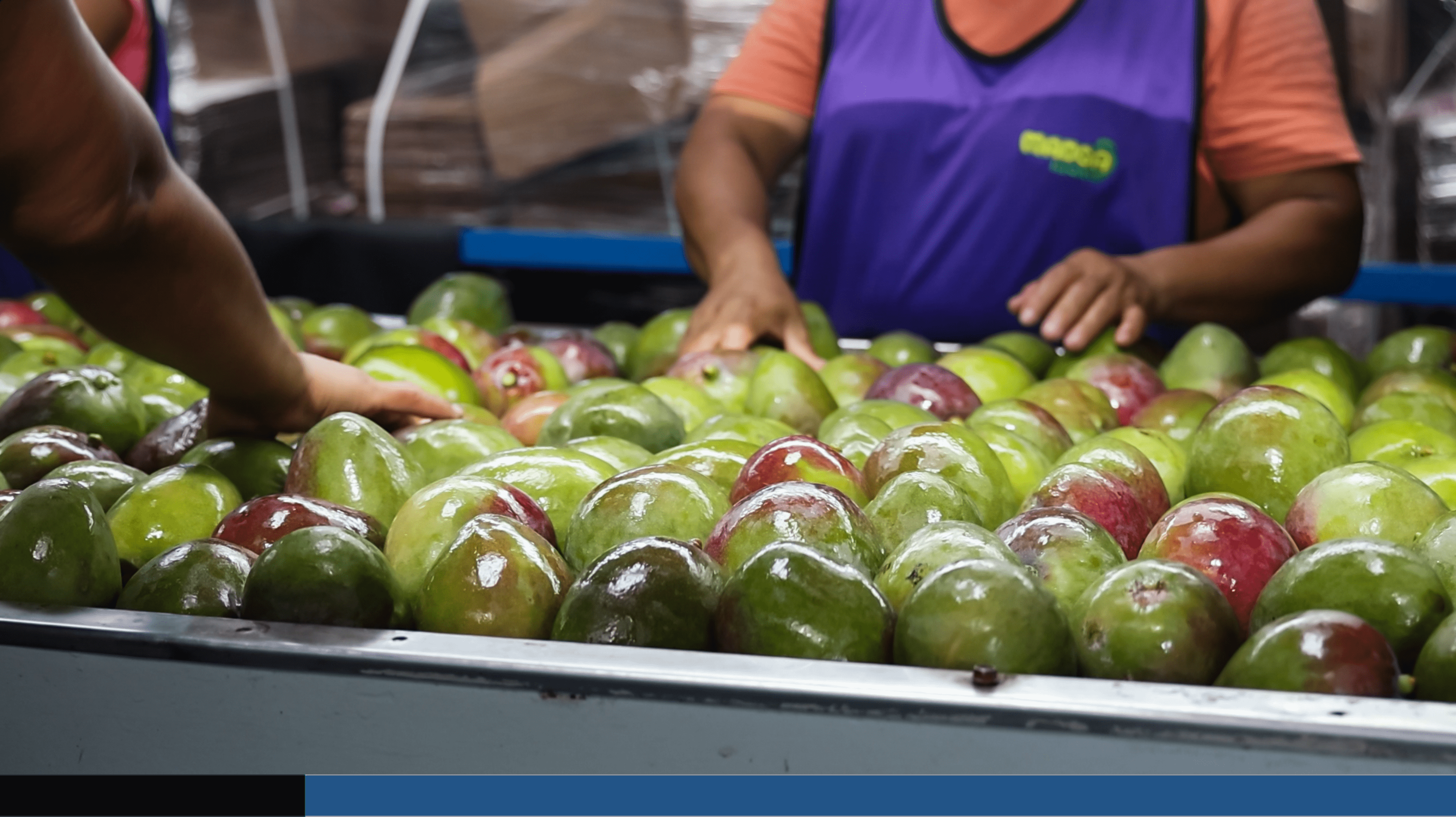 País aprovecha escasez de mango peruano para aumentar exportaciones ...