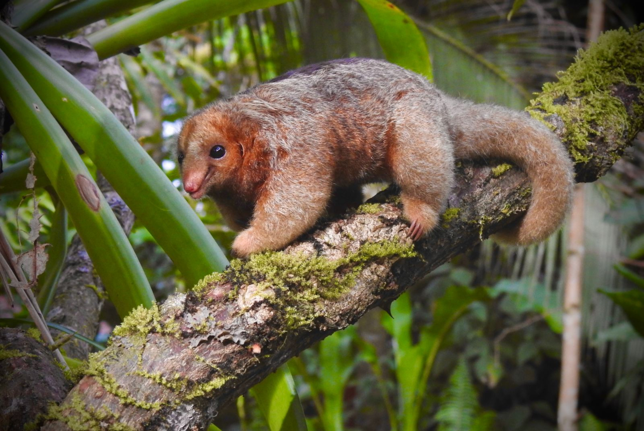 San Carlos es hogar de animales en peligro de extinción - aDiarioCR.com ...