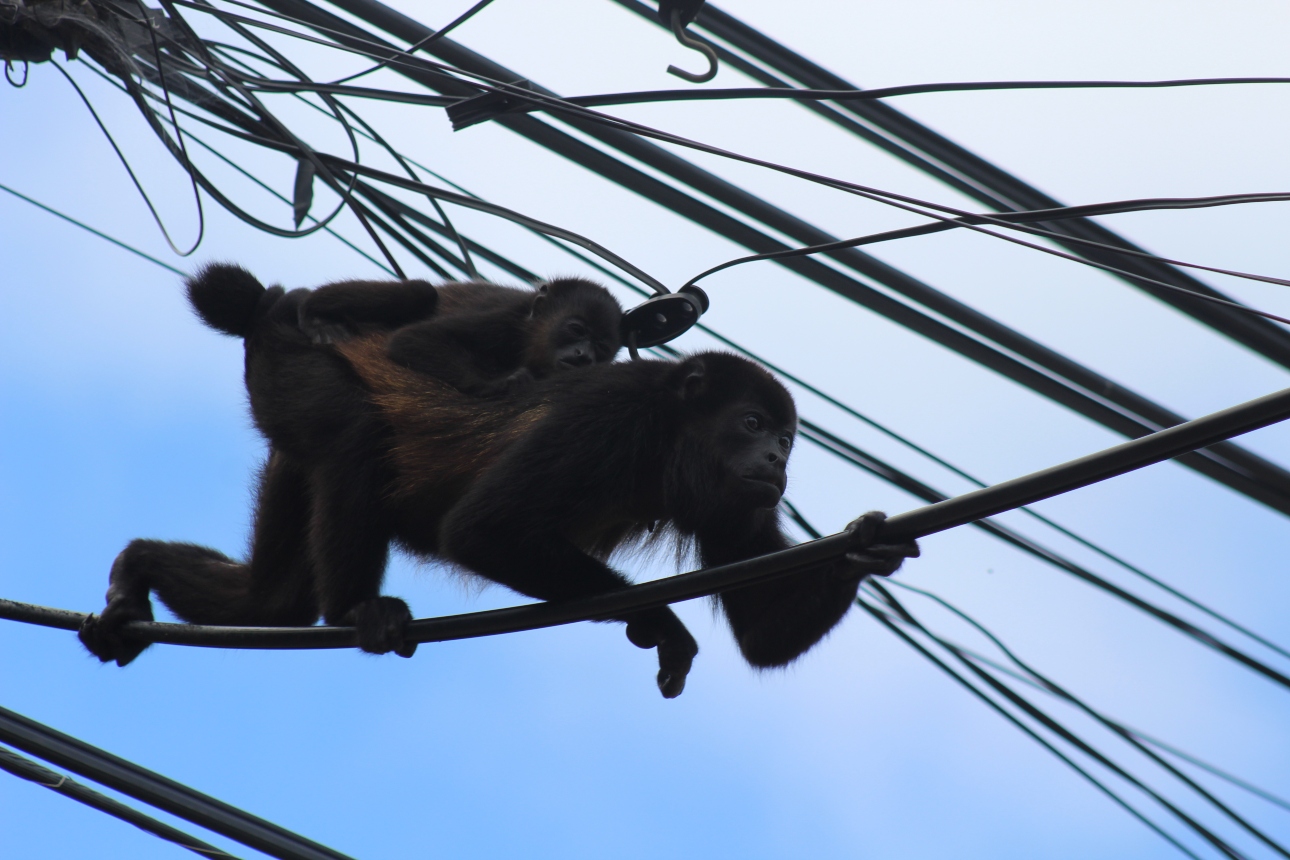 Evento recolectará fondos para proyecto en pro del mono aullador ...