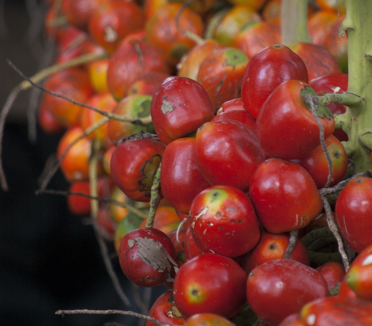 Exposición gastronómica sobre el pejibaye le espera en el Museo ...