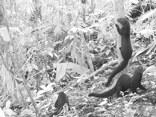 "Cámaras ocultas" enseñan la fauna de Costa Rica - aDiarioCR.com ...